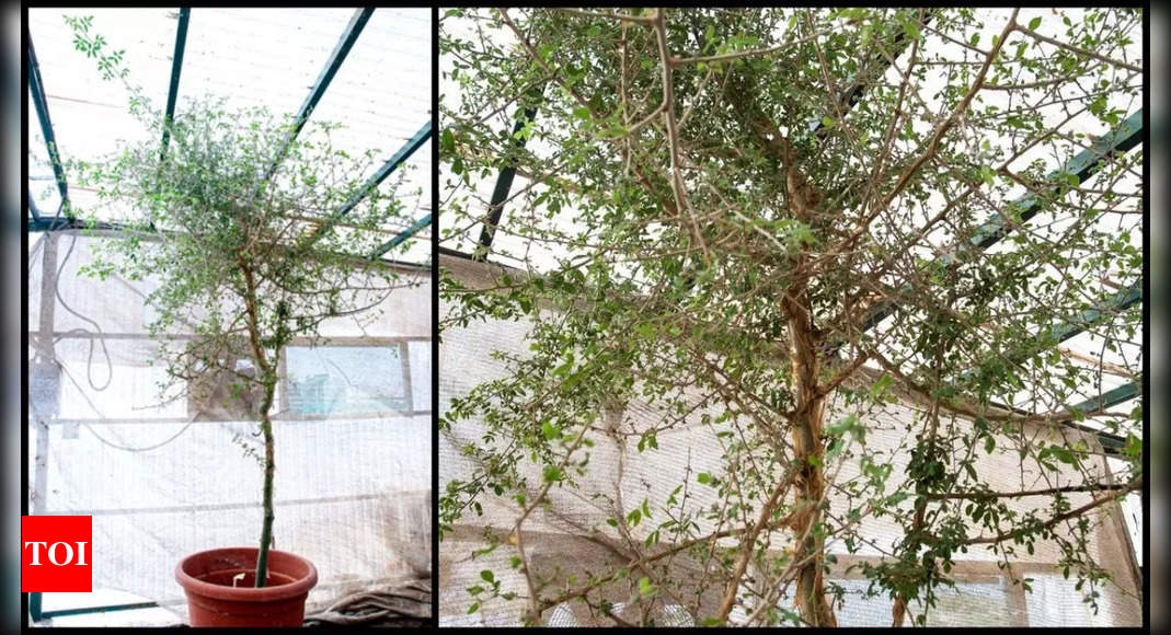 Ancient Judean Date Palm Seed Sprouts After 1000 Years, Shows Potential ...