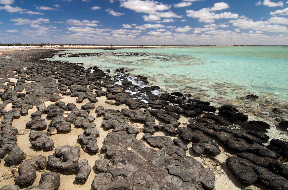 AI Breakthrough Detects Ancient Life Signatures in 3.3-Billion-Year-Old ...