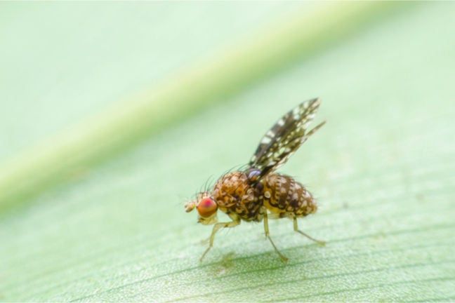 Brain Simulation Breakthrough: Fruit Fly & Doom