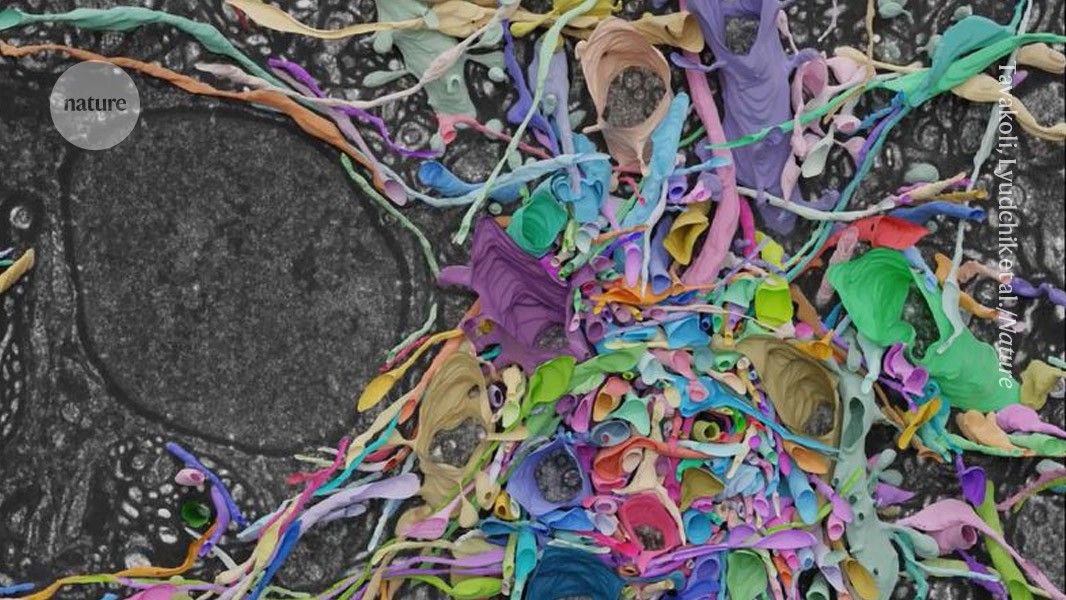 LICONN: Revolutionary Light Microscopy Technique Maps Brain Networks in ...