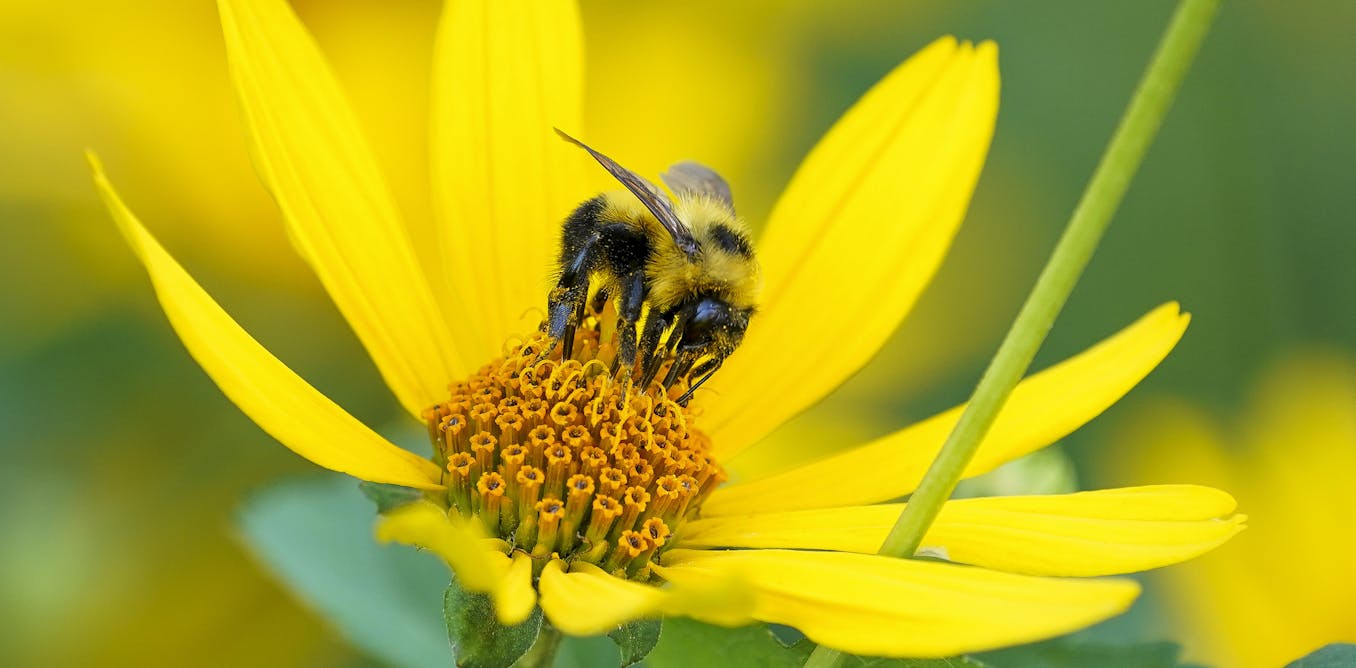 AI-Powered Solution to Combat Varroa Mite Infestation in Canadian Beehives