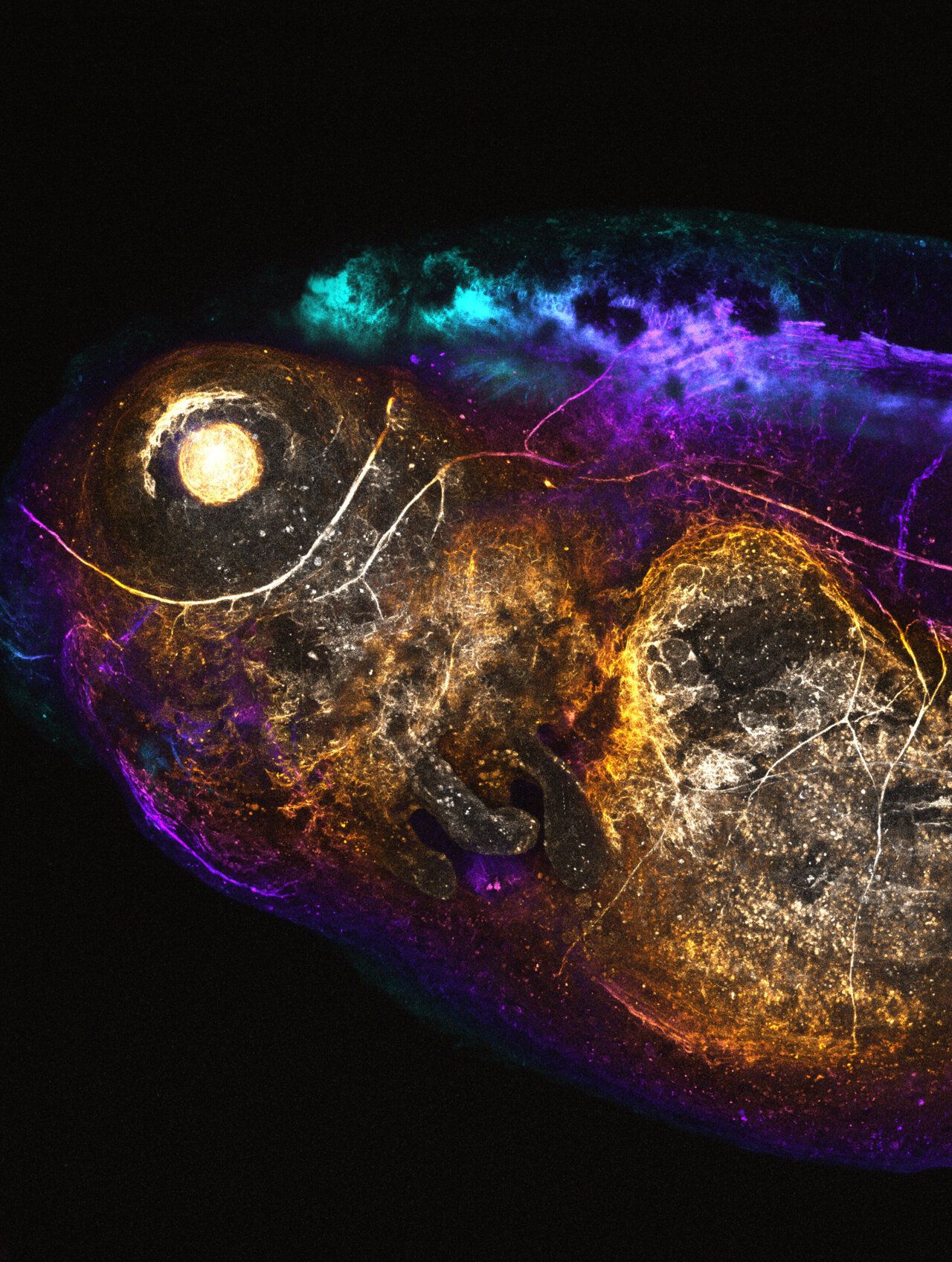 AI-Powered 'Pythia' Tool Revolutionizes Precision in CRISPR Gene Editing