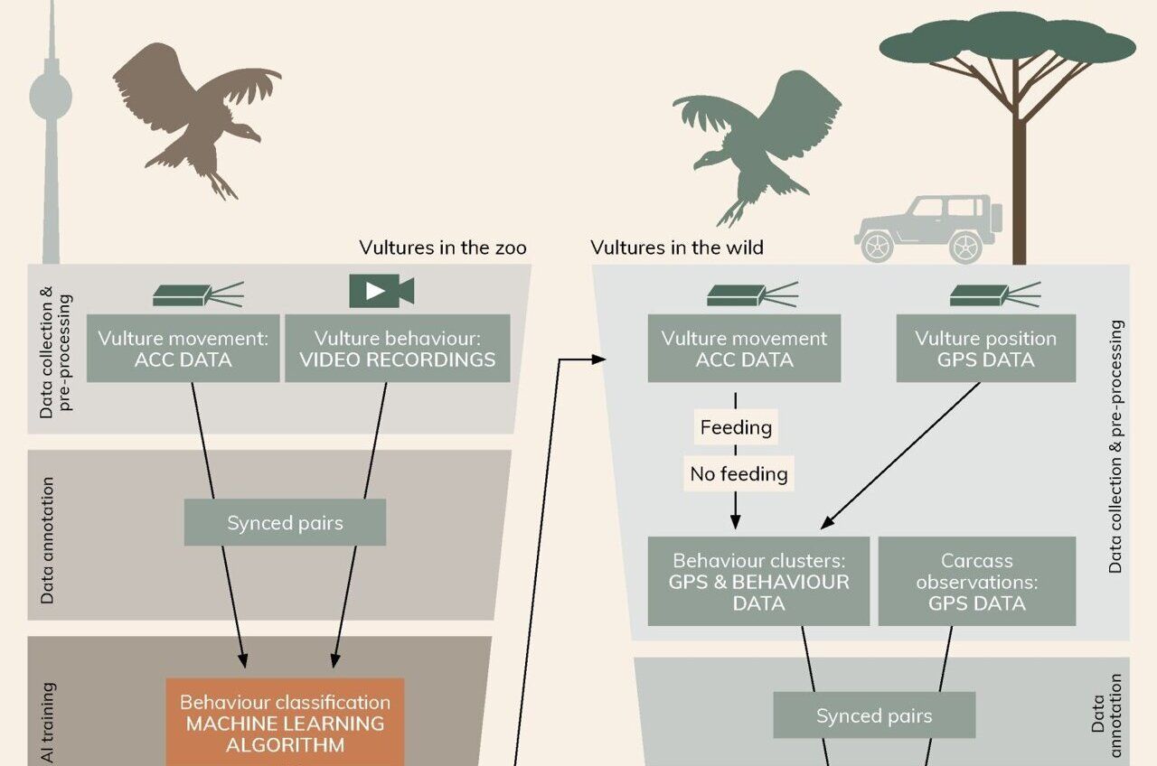 AI and Vultures: A High-Tech Approach to Wildlife Conservation
