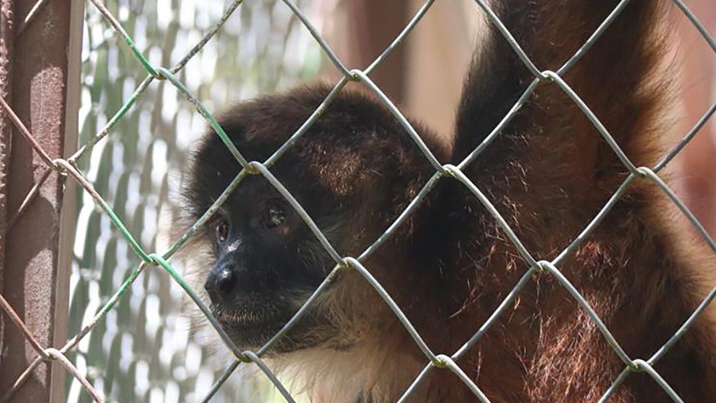 AI-Powered Acoustic Monitoring: A Game-Changer for Wildlife Conservation